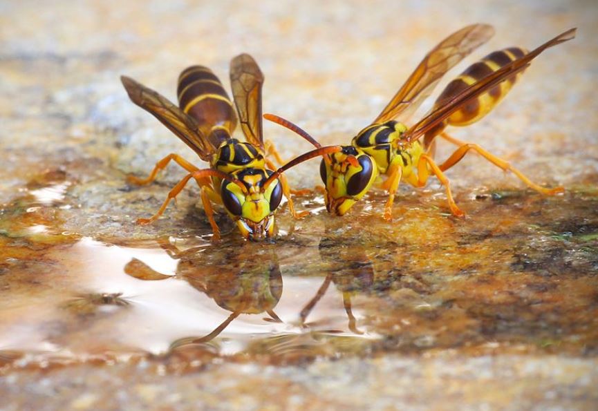 Geting – Petterssons gör Sverige lagom!