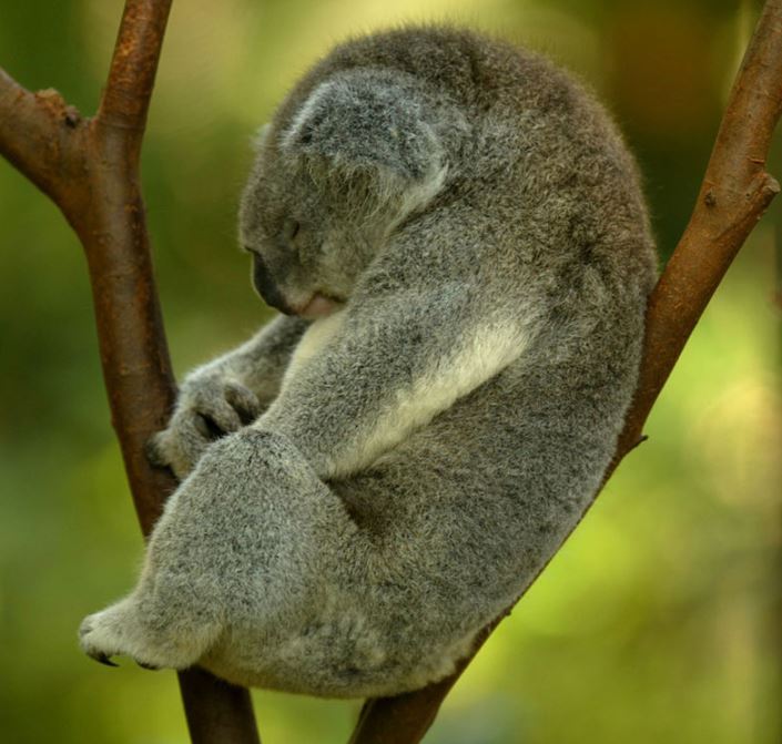 Trött koala – Petterssons gör Sverige lagom!