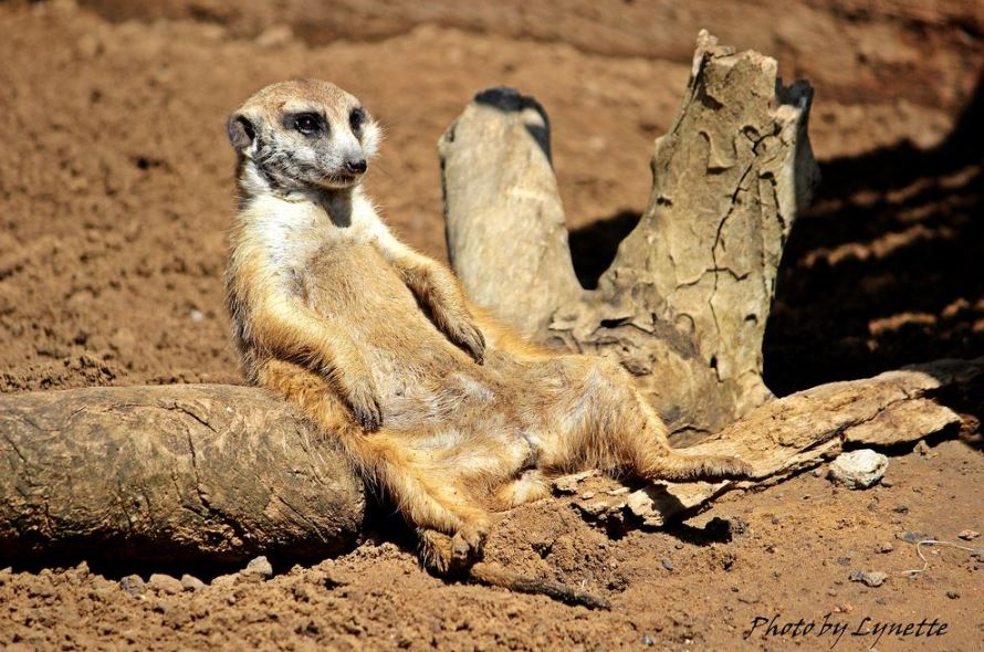 Surikat – Petterssons gör Sverige lagom!