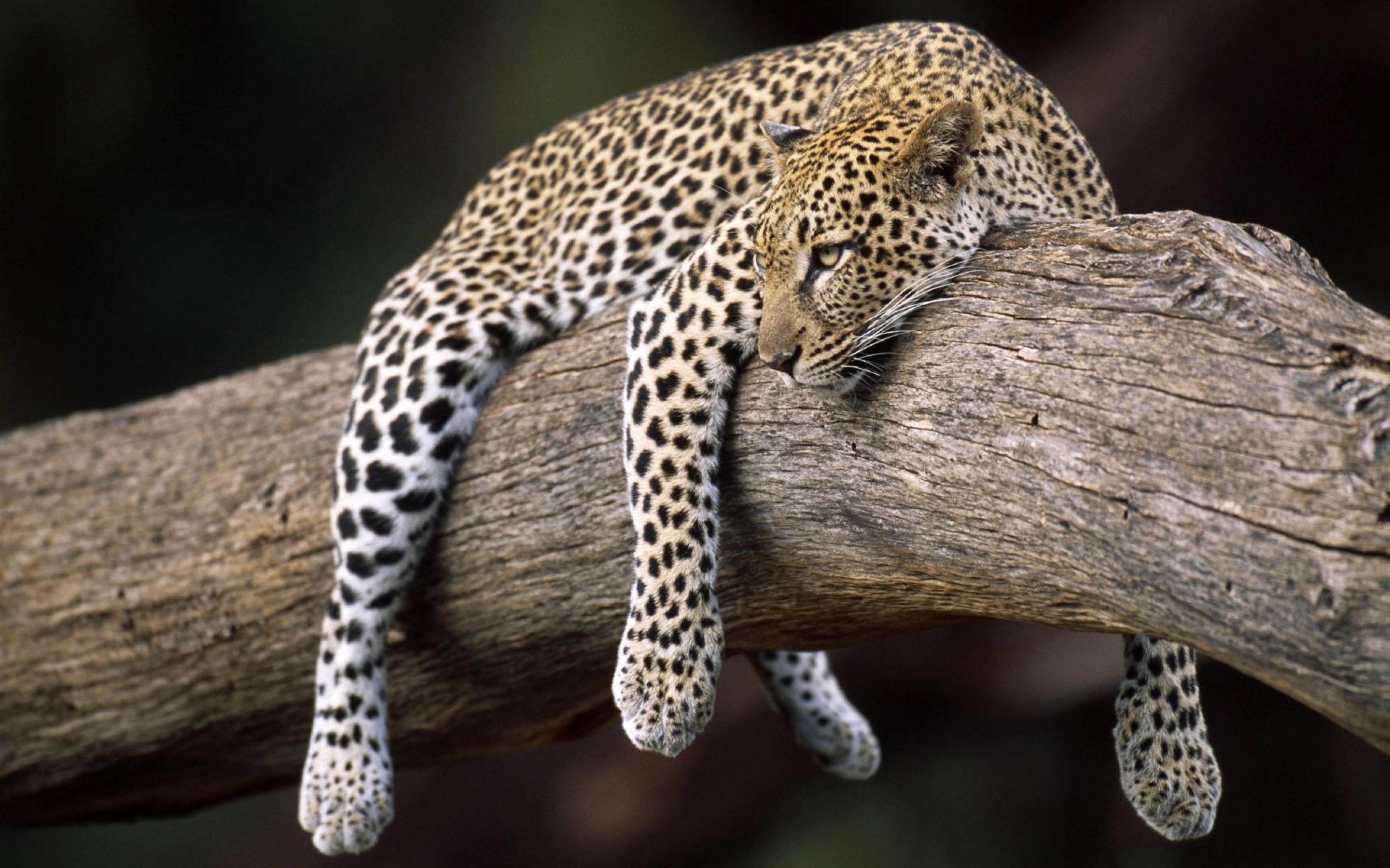 Leopard – Petterssons gör Sverige lagom!