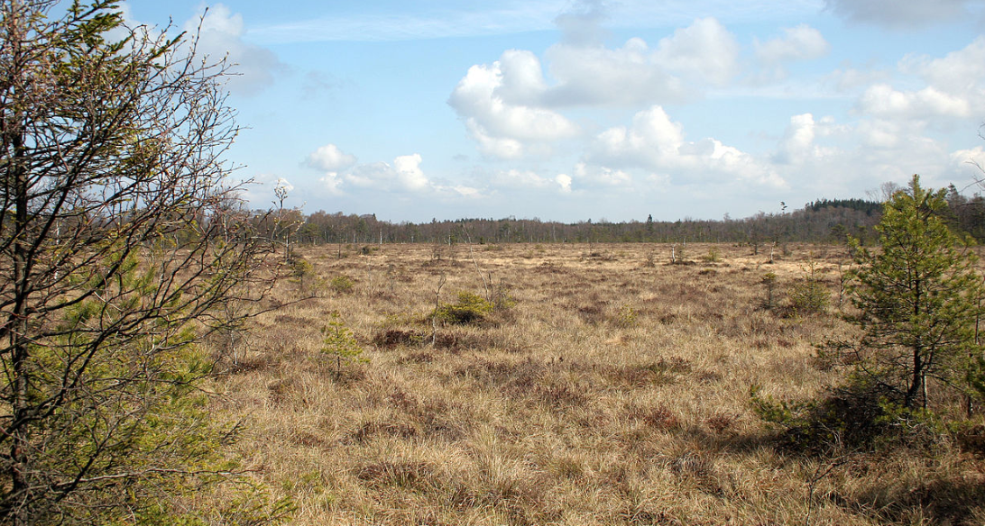 ”Mossar avger lika mycket växthusgaser som personbilar” – Petterssons ...