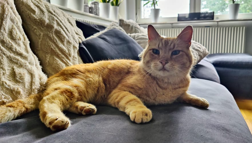 Katten Luffar-Lasse i Trollhättan – Petterssons gör Sverige lagom!